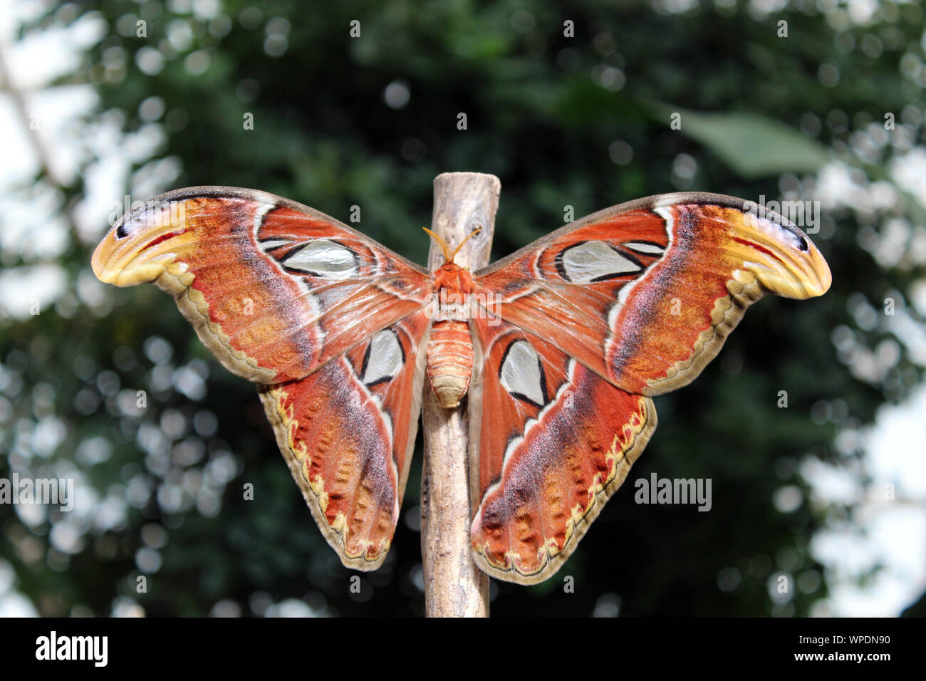 attacus atias butterfly Stock Photo - Alamy