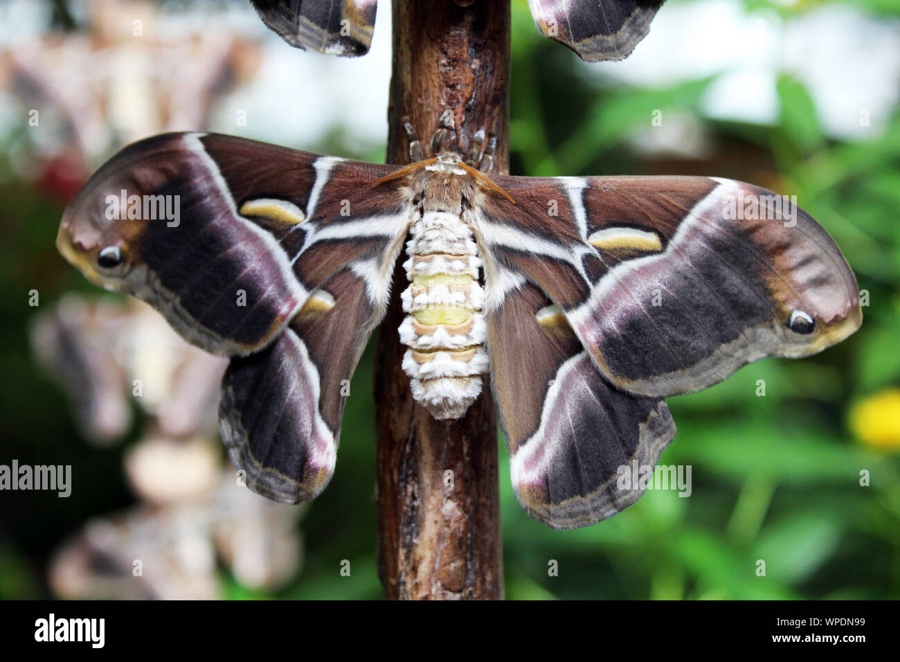 samia ricini Butterly Stock Photo - Alamy