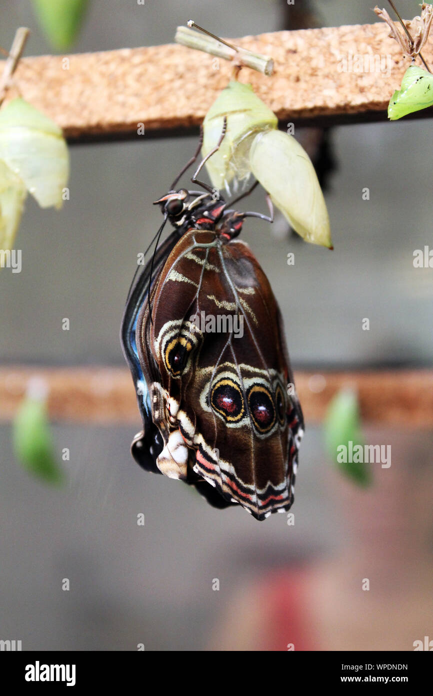 Newly hatched Blue morpho butterfly Stock Photo - Alamy