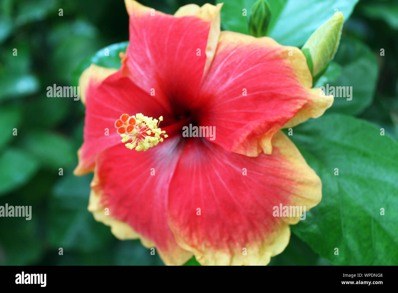 Red Hibiscus Flower Stock Photo - Alamy