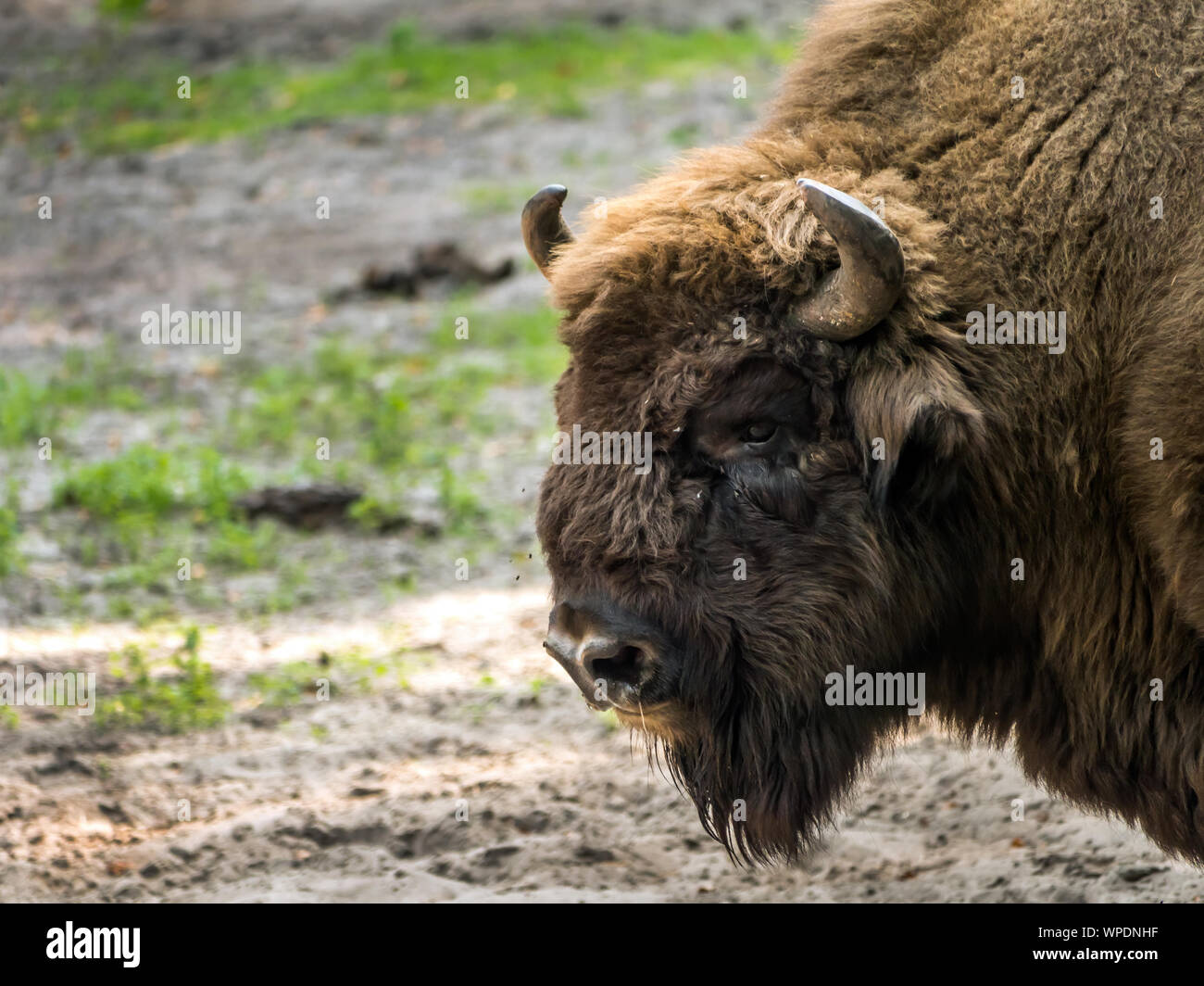 Show farm for European Bison viewing in the Wolin National Park, Poland ...