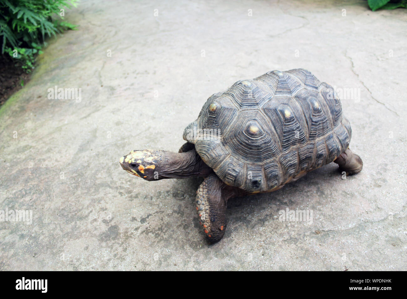 Walking tortoise hi-res stock photography and images - Alamy