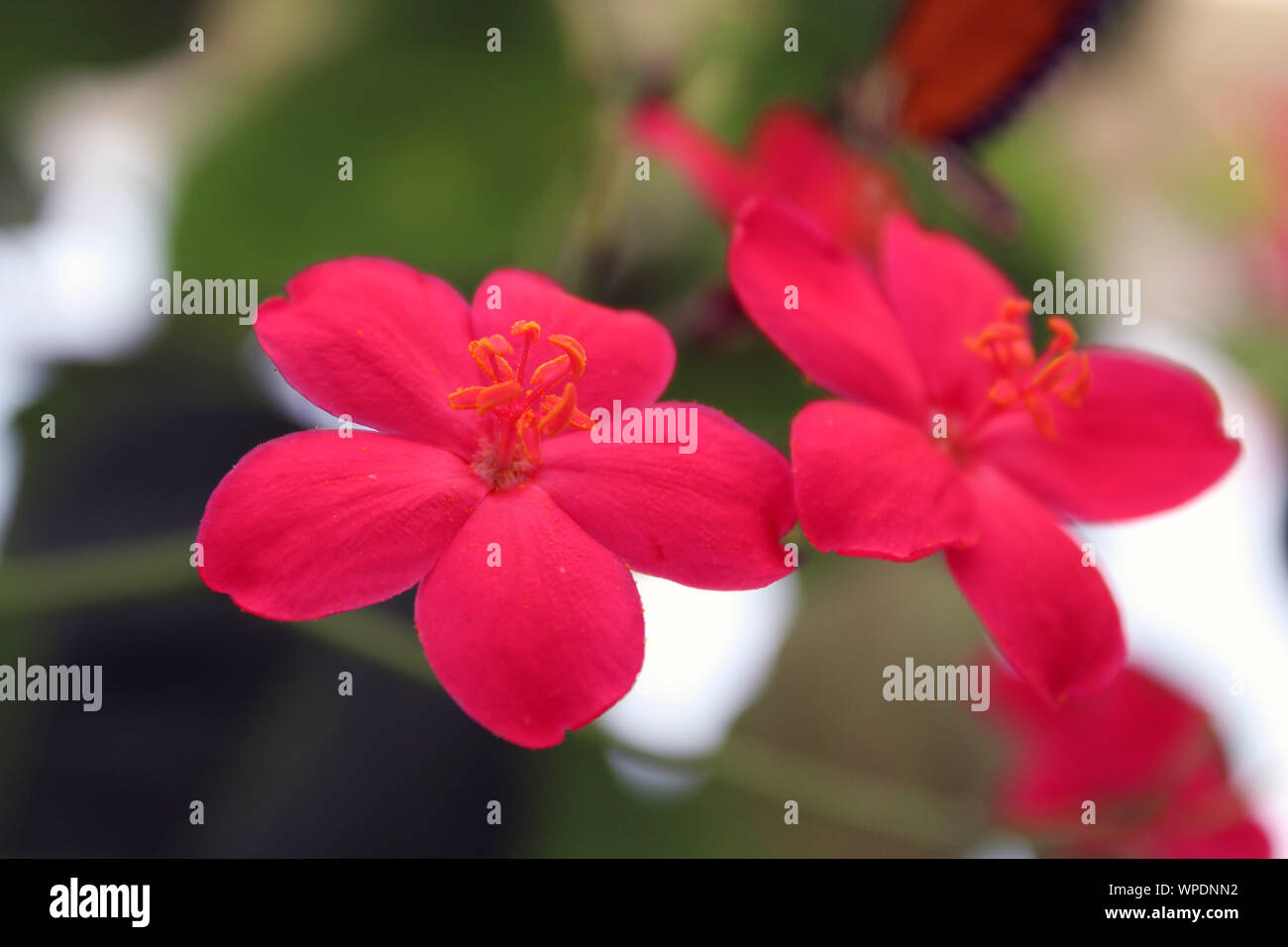 Small Red Flowers Stock Photo - Alamy
