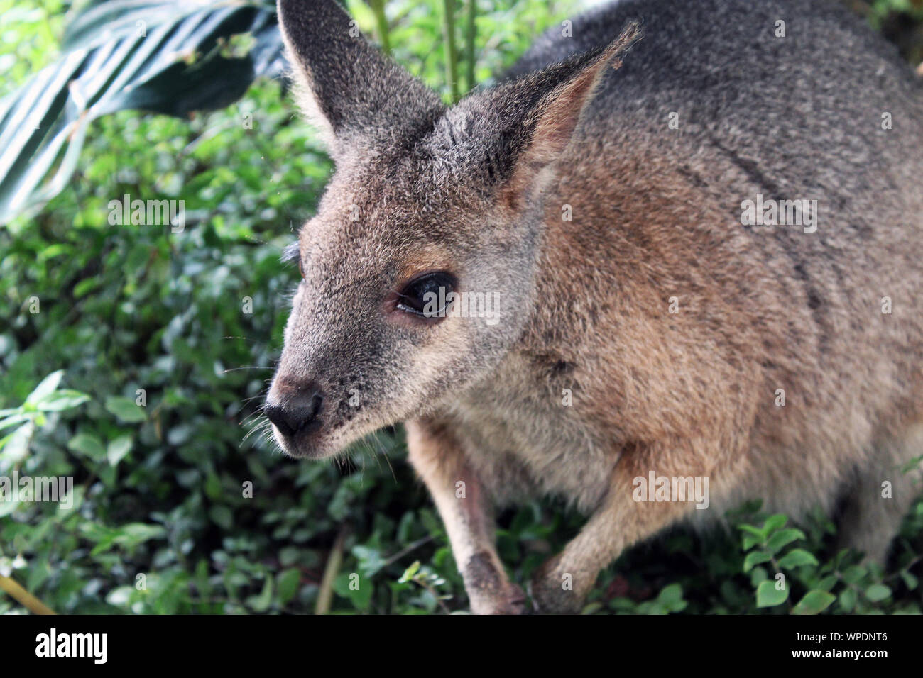 Bush wallaby hi-res stock photography and images - Alamy