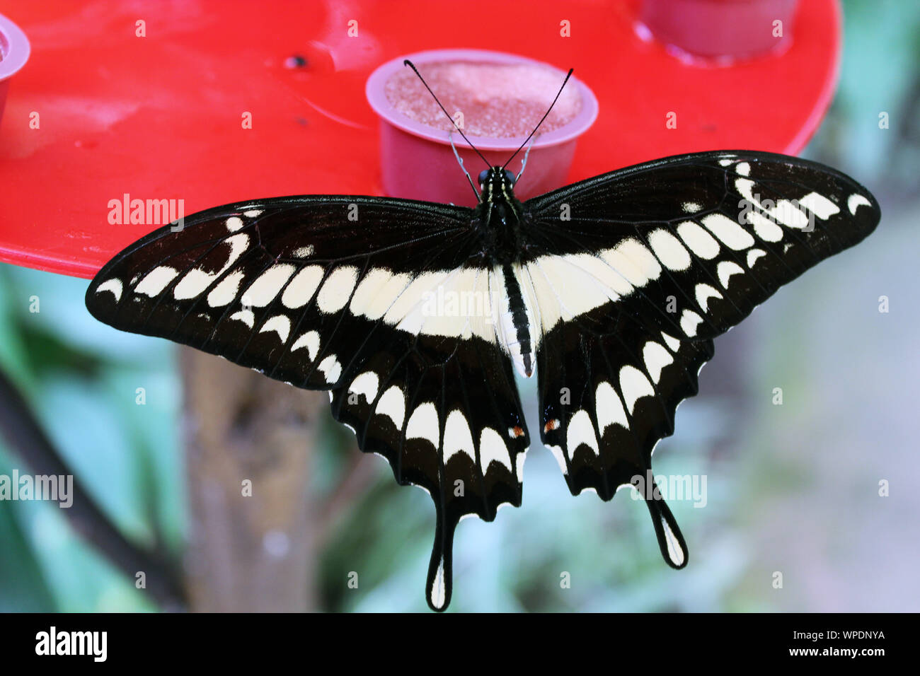Banded swallowtail hi-res stock photography and images - Alamy