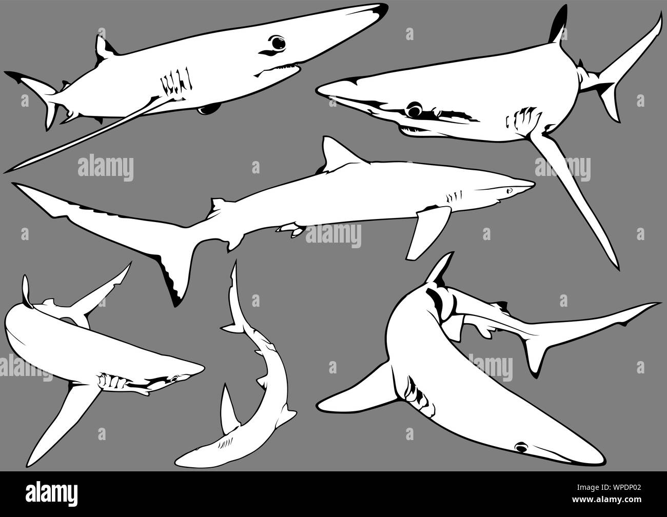 Blue Shark Set Stock Vector Image & Art - Alamy