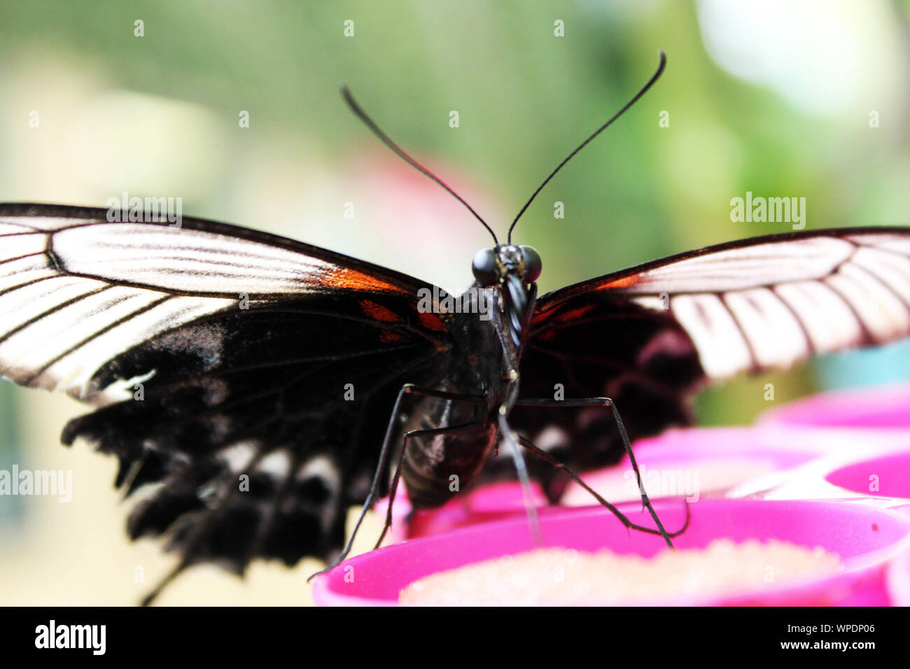 Monarch Butterfly close up eating Stock Photo - Alamy