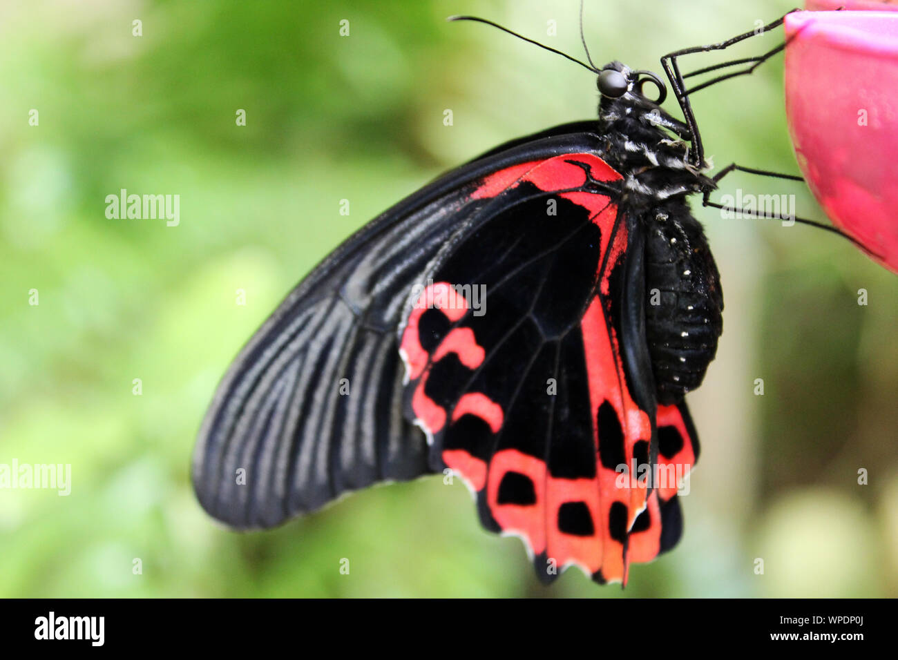 Black postman hi-res stock photography and images - Alamy