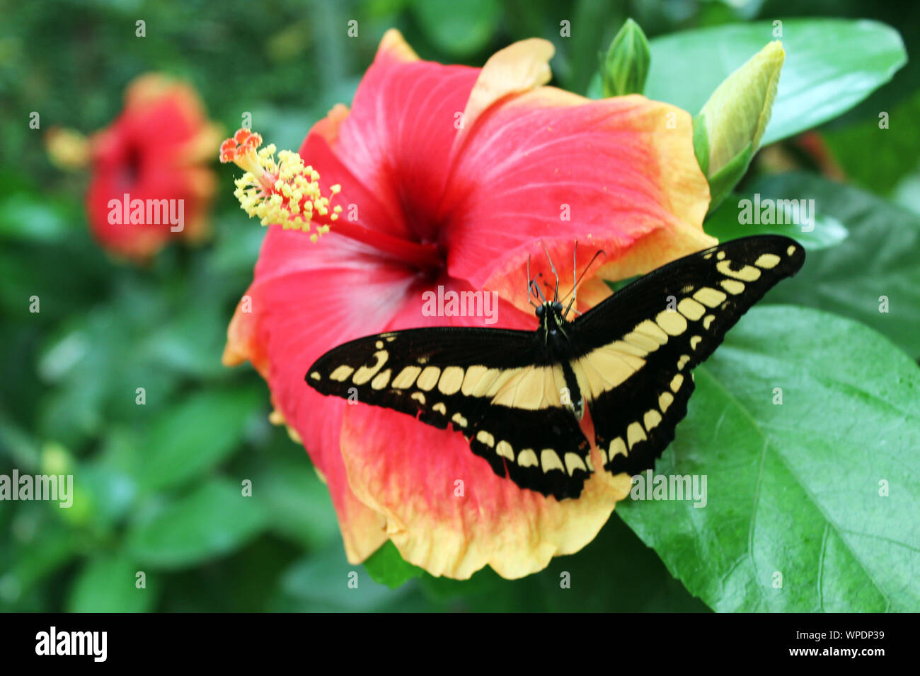 Butterfly on hibiscus flower hi-res stock photography and images - Alamy
