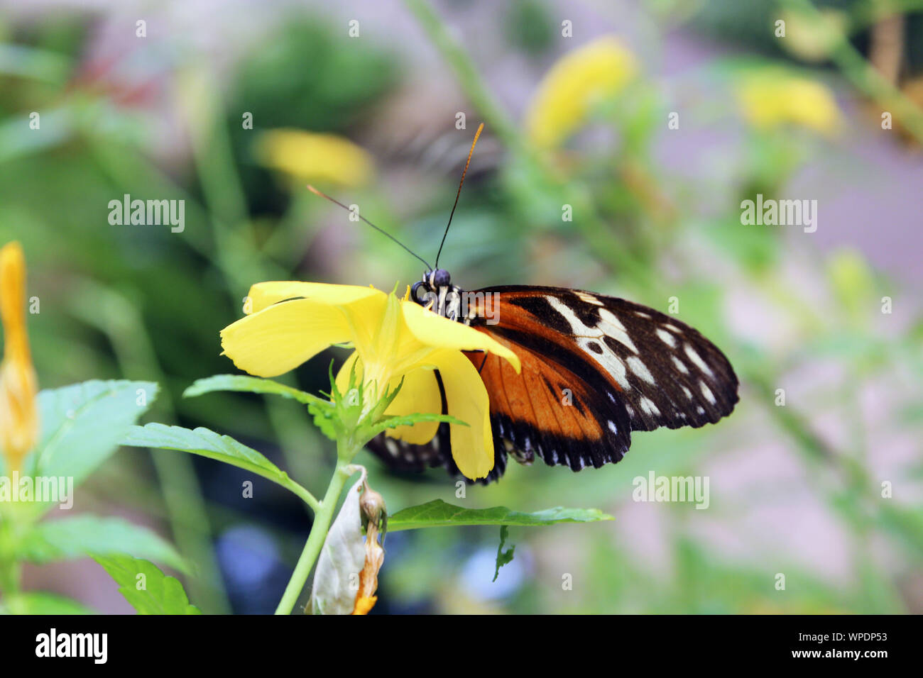 Monarch yellow hi-res stock photography and images - Alamy