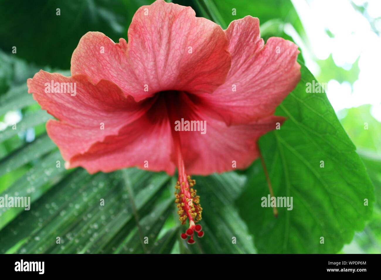 Red Hibiscus Flower Stock Photo - Alamy