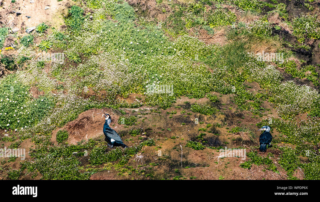 Human breeding hi-res stock photography and images - Alamy