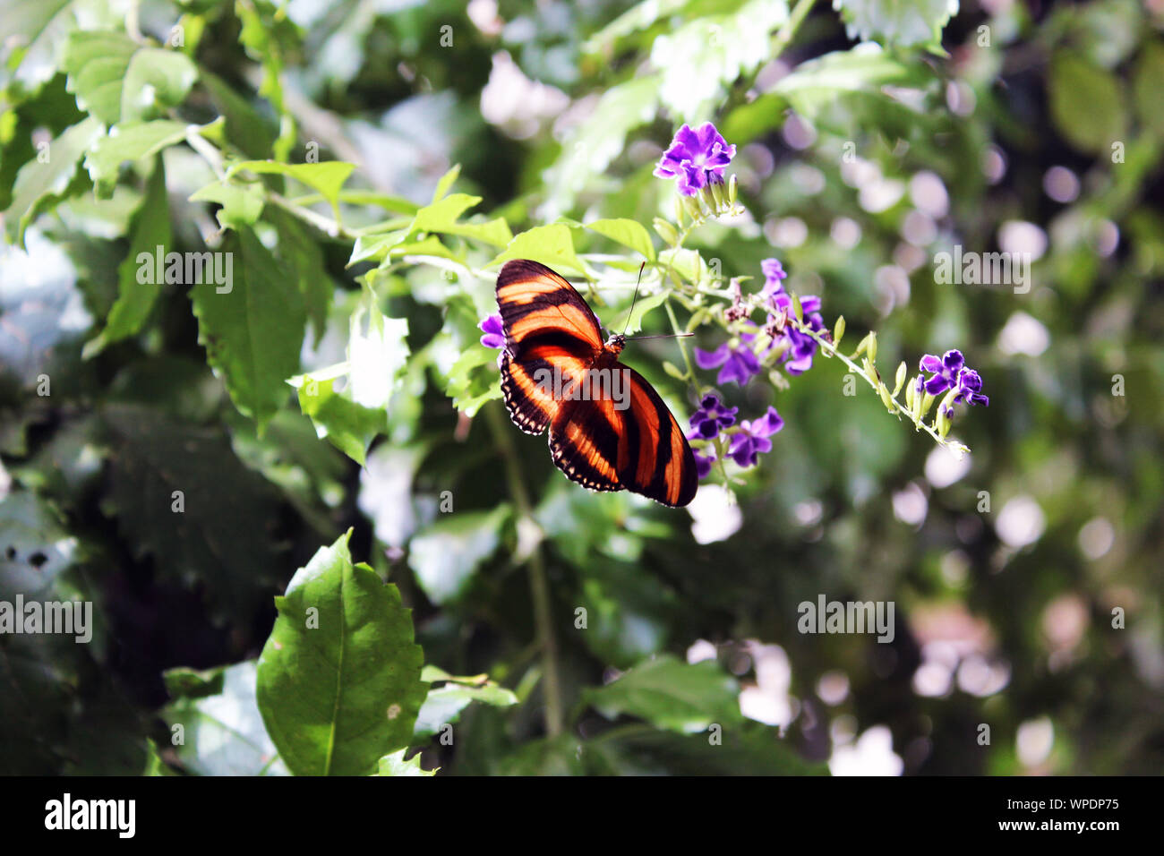 Phaetusa hi-res stock photography and images - Alamy