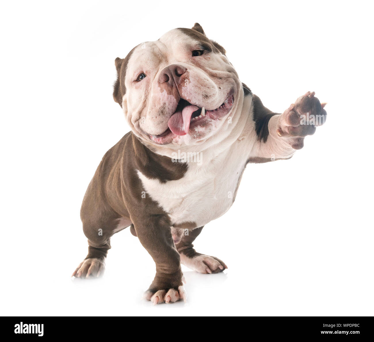 american bully in front of white background Stock Photo - Alamy