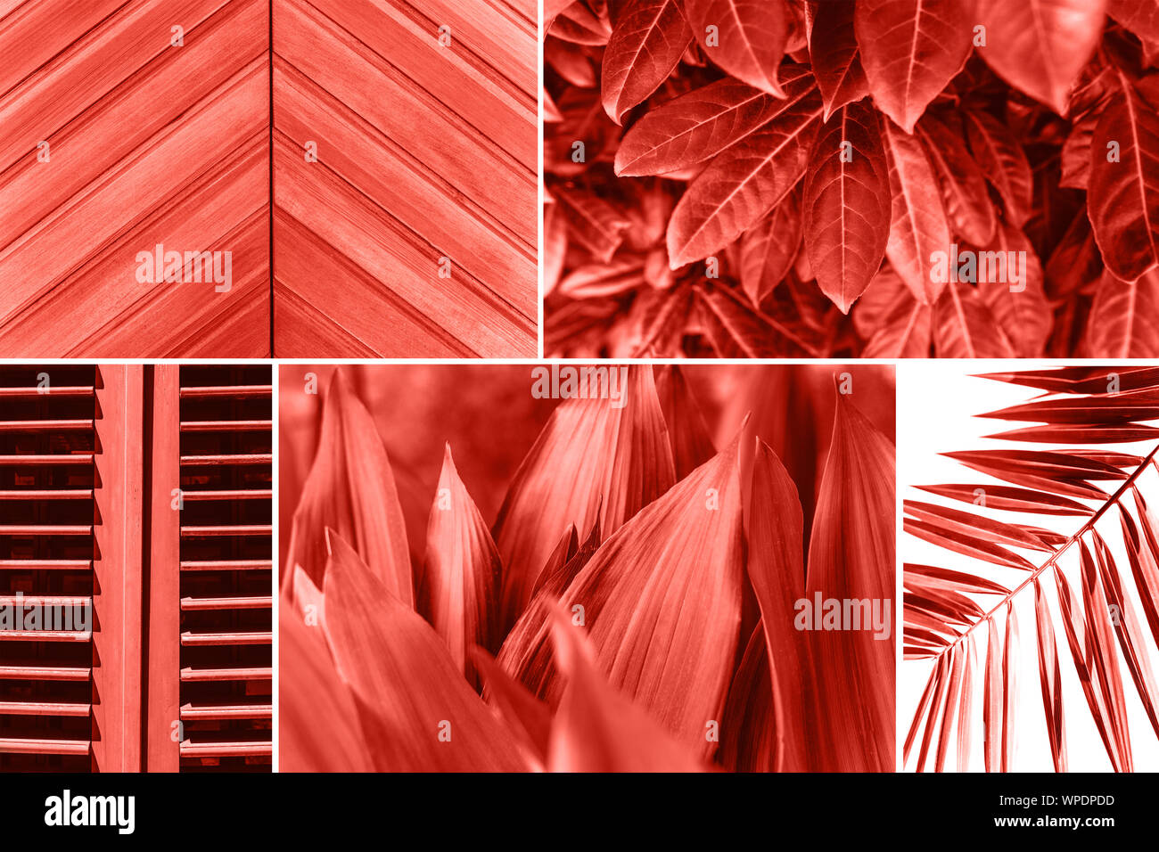 Coral collage hi-res stock photography and images - Alamy