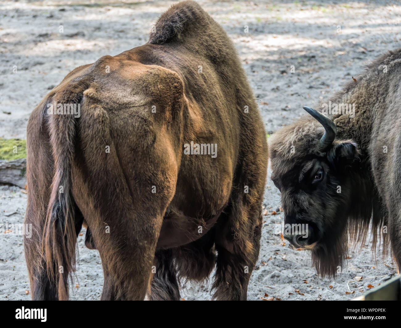 Wolin National Park High Resolution Stock Photography and Images - Alamy
