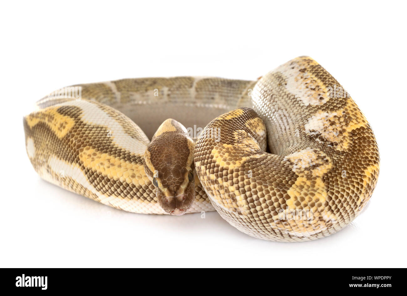Ball python in front of white background Stock Photo - Alamy