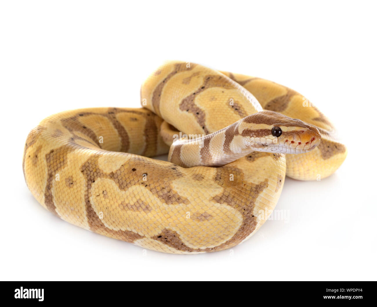 Ball python in front of white background Stock Photo - Alamy