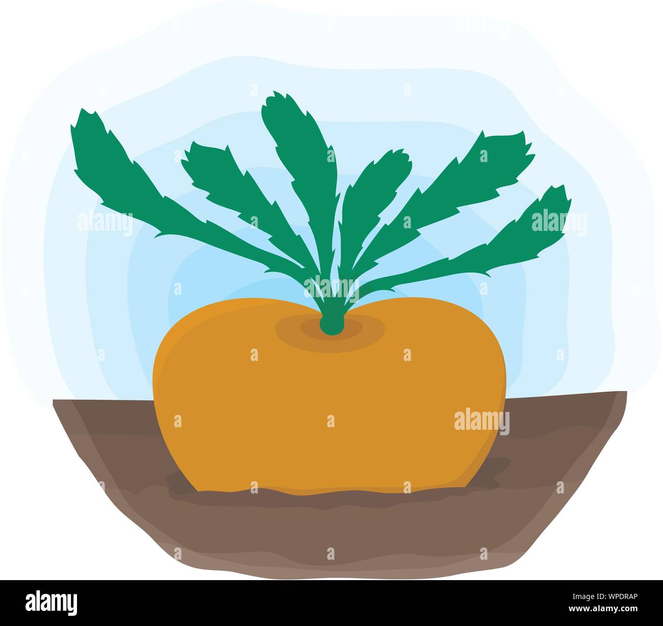 Red turnip Stock Vector Images - Alamy