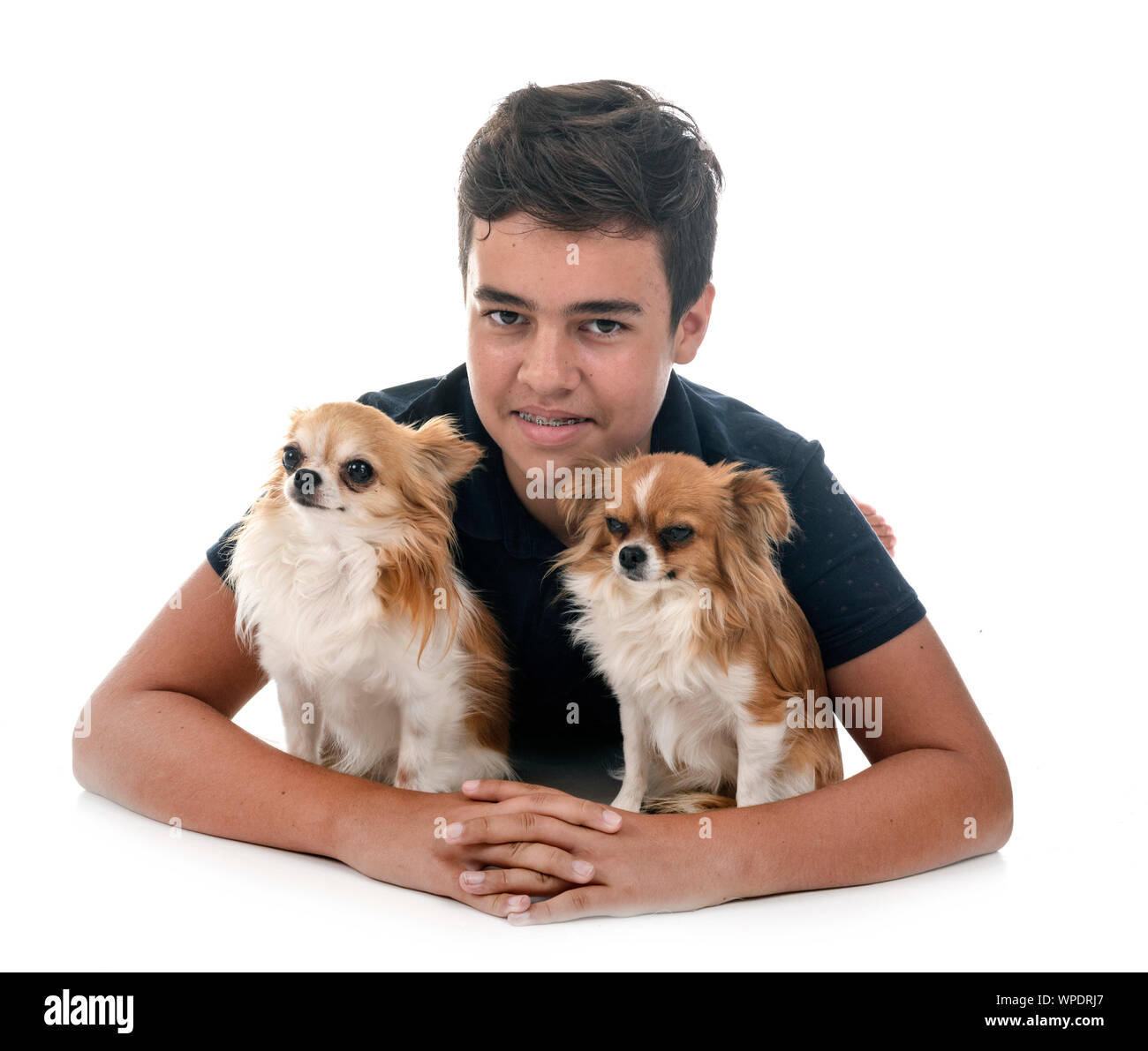 little chihuahuas and owner in front of white background Stock Photo ...
