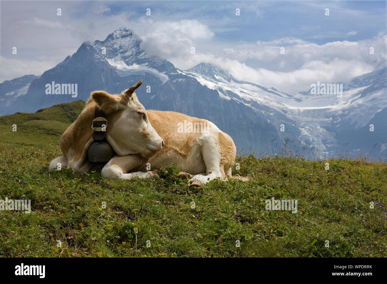 Cow on a high alp near First, with a chain of high mountains over the ...
