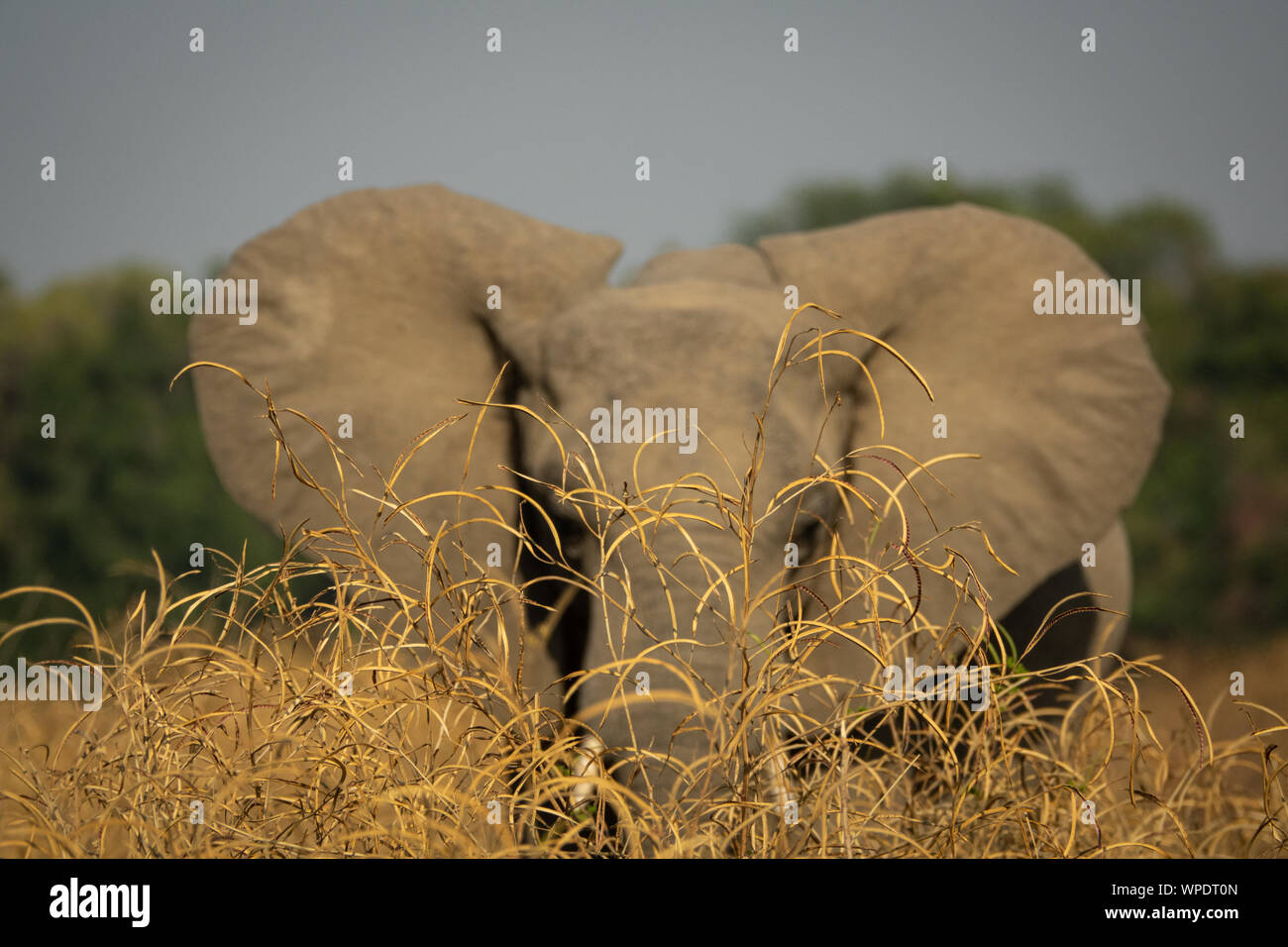 Crazy elephant hi-res stock photography and images - Alamy