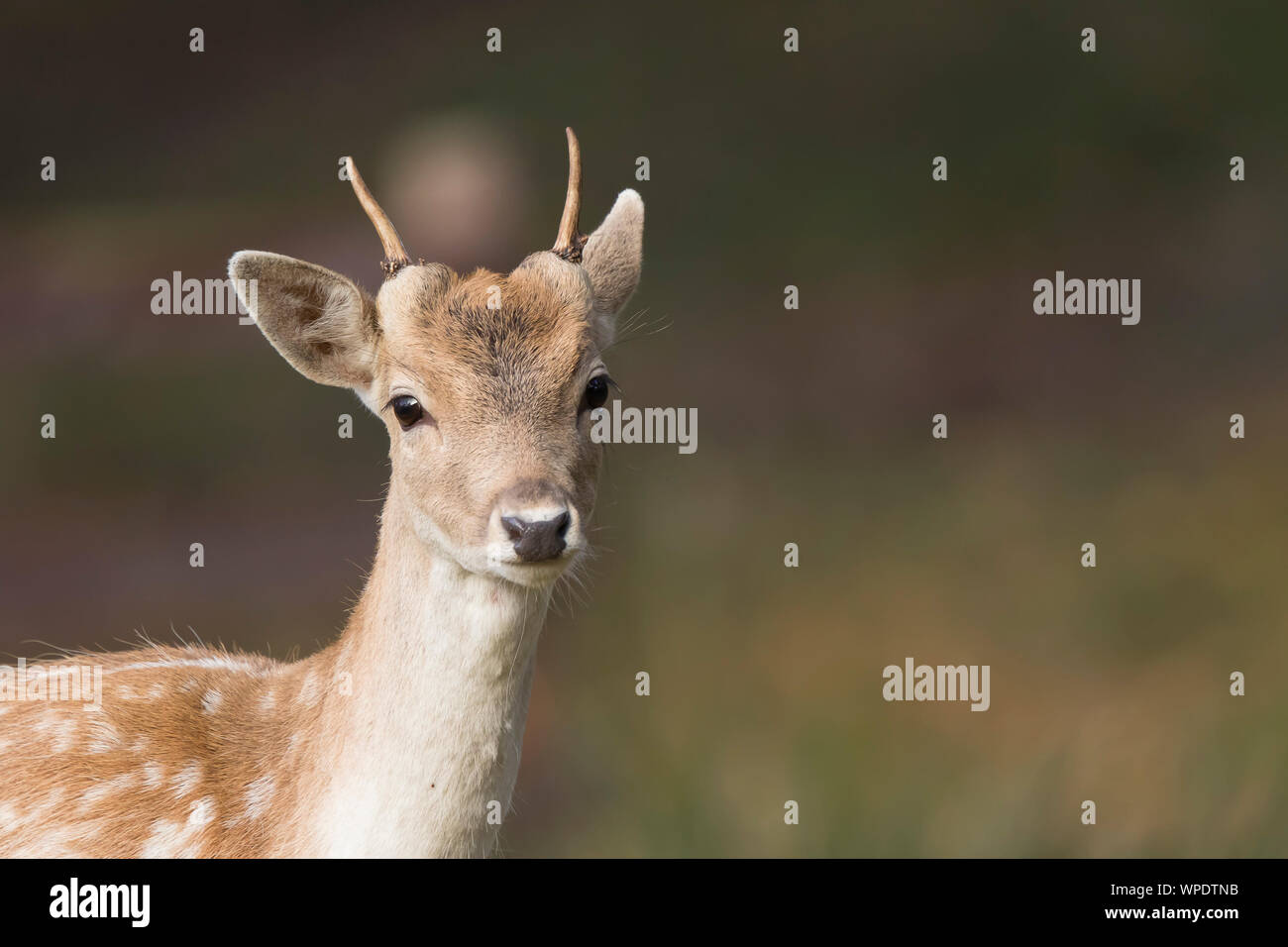 Deer face hi-res stock photography and images - Alamy