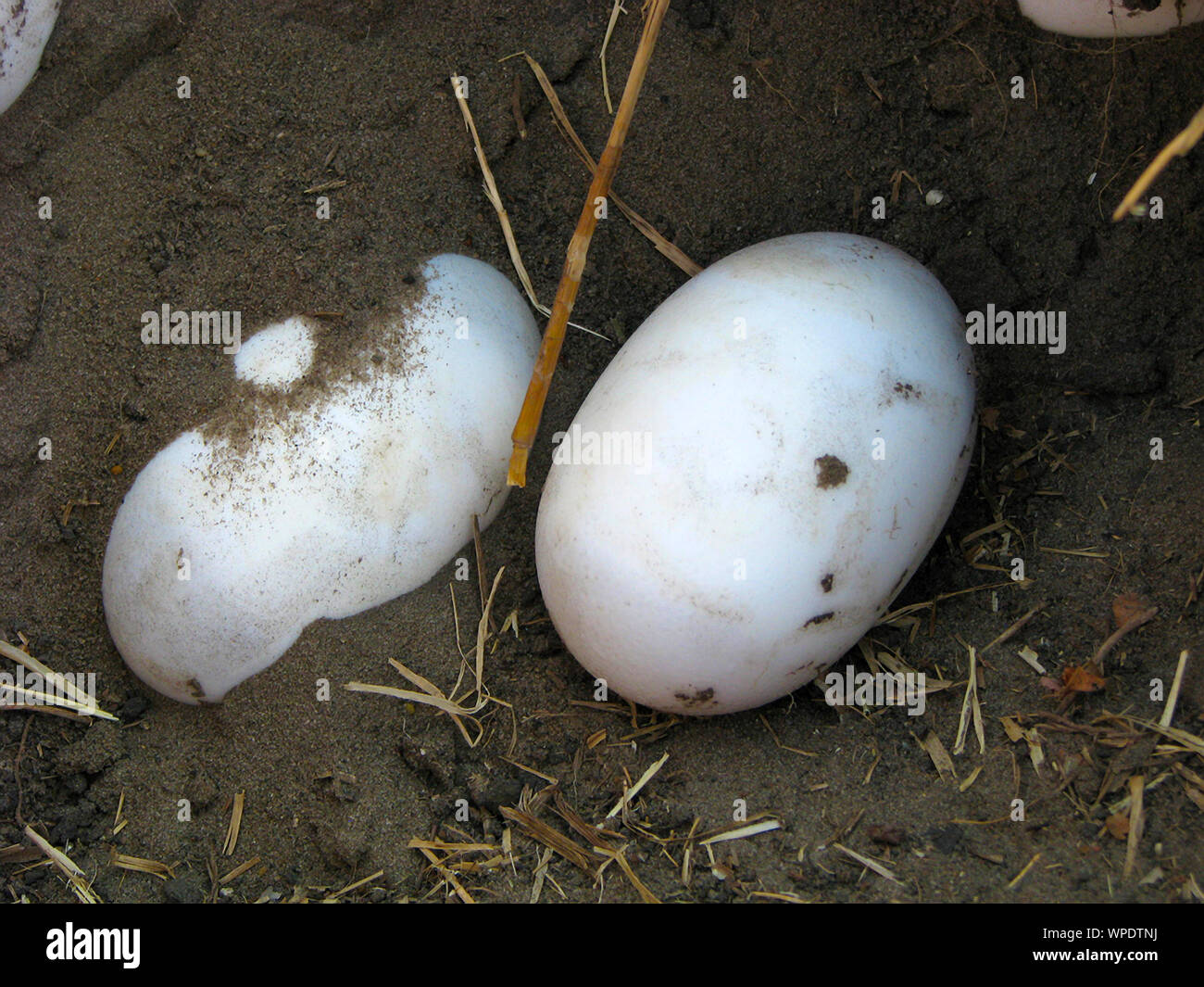 The eggs of the crocodile are greatly sought after by predators such as ...