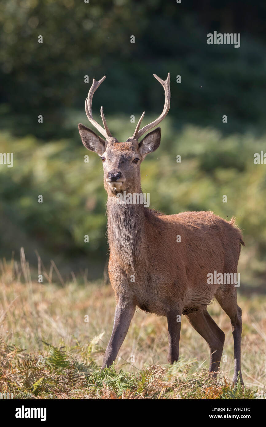 Deer standing hi-res stock photography and images - Alamy