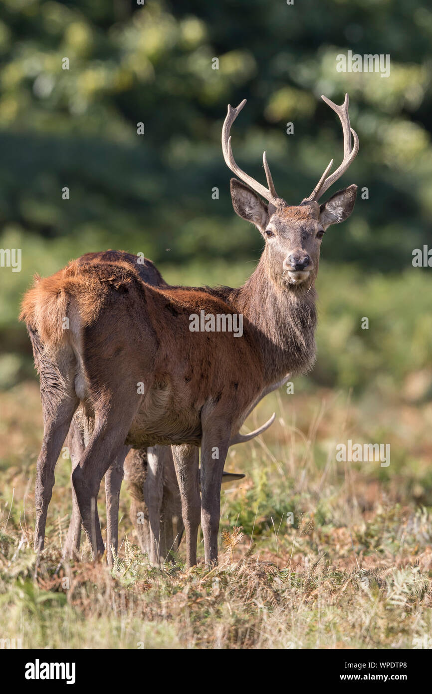 Stag stags hi-res stock photography and images - Alamy
