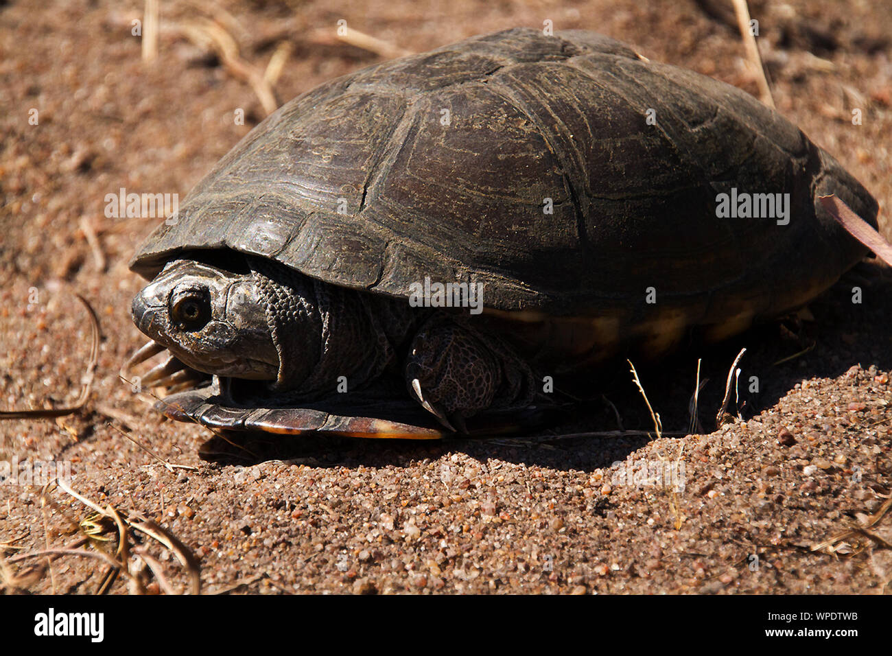 Pan hinged terrapin hi-res stock photography and images - Alamy