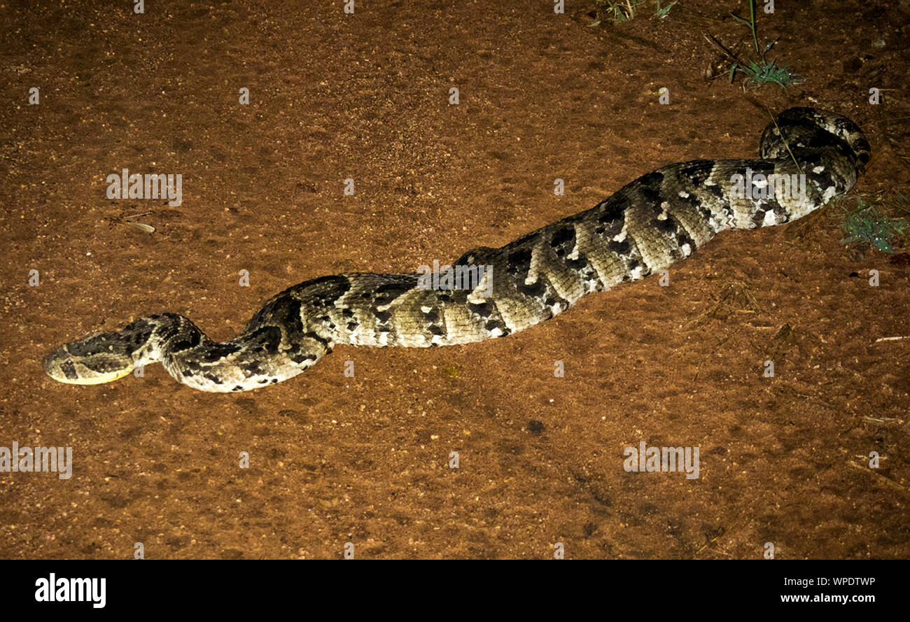 The Puff adder is greatly feared in rural communities. The large fangs ...