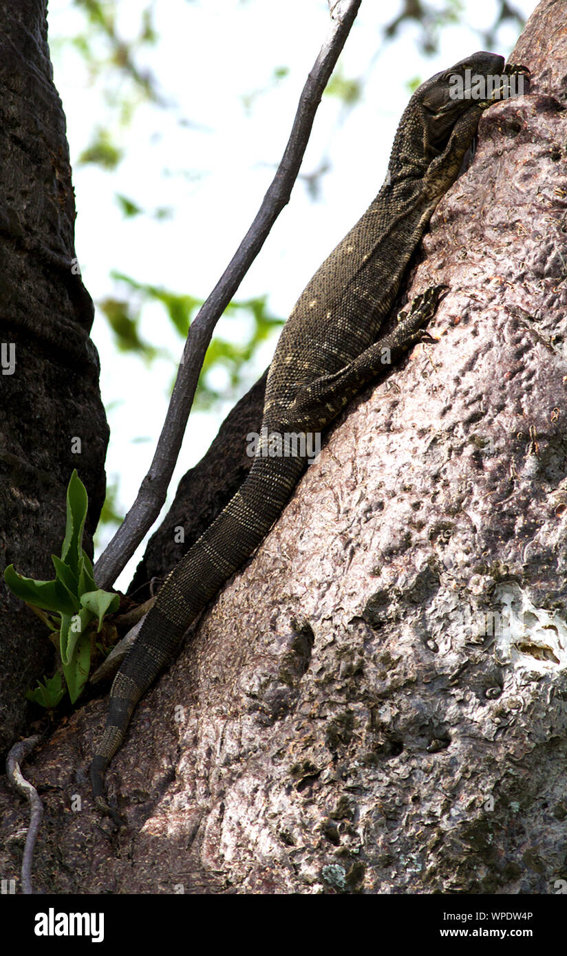 The White-throated Savanna monitor has a distinctive rounded snoutand ...