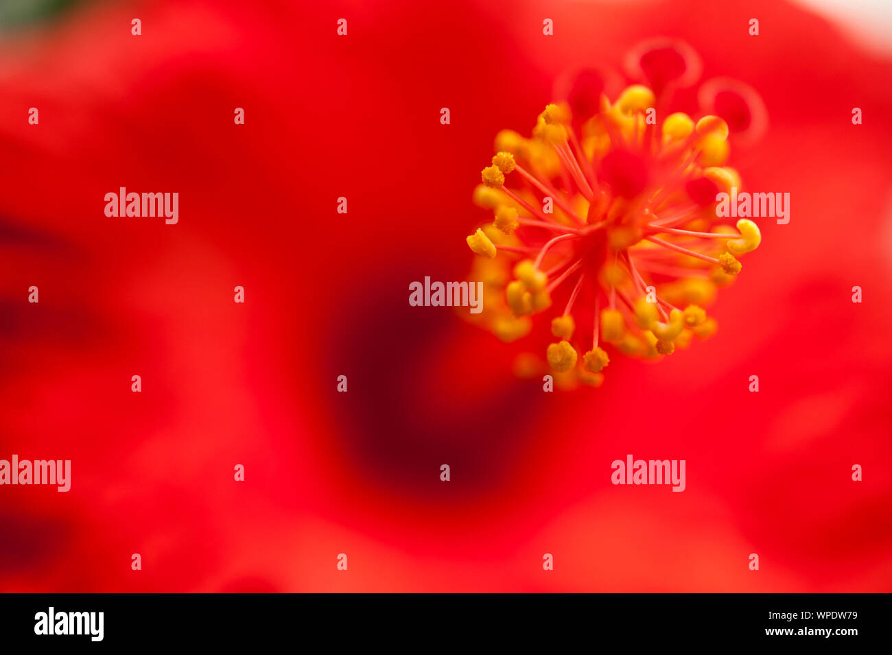 Pistils and Stamen of a red Hibiscus flower Stock Photo - Alamy