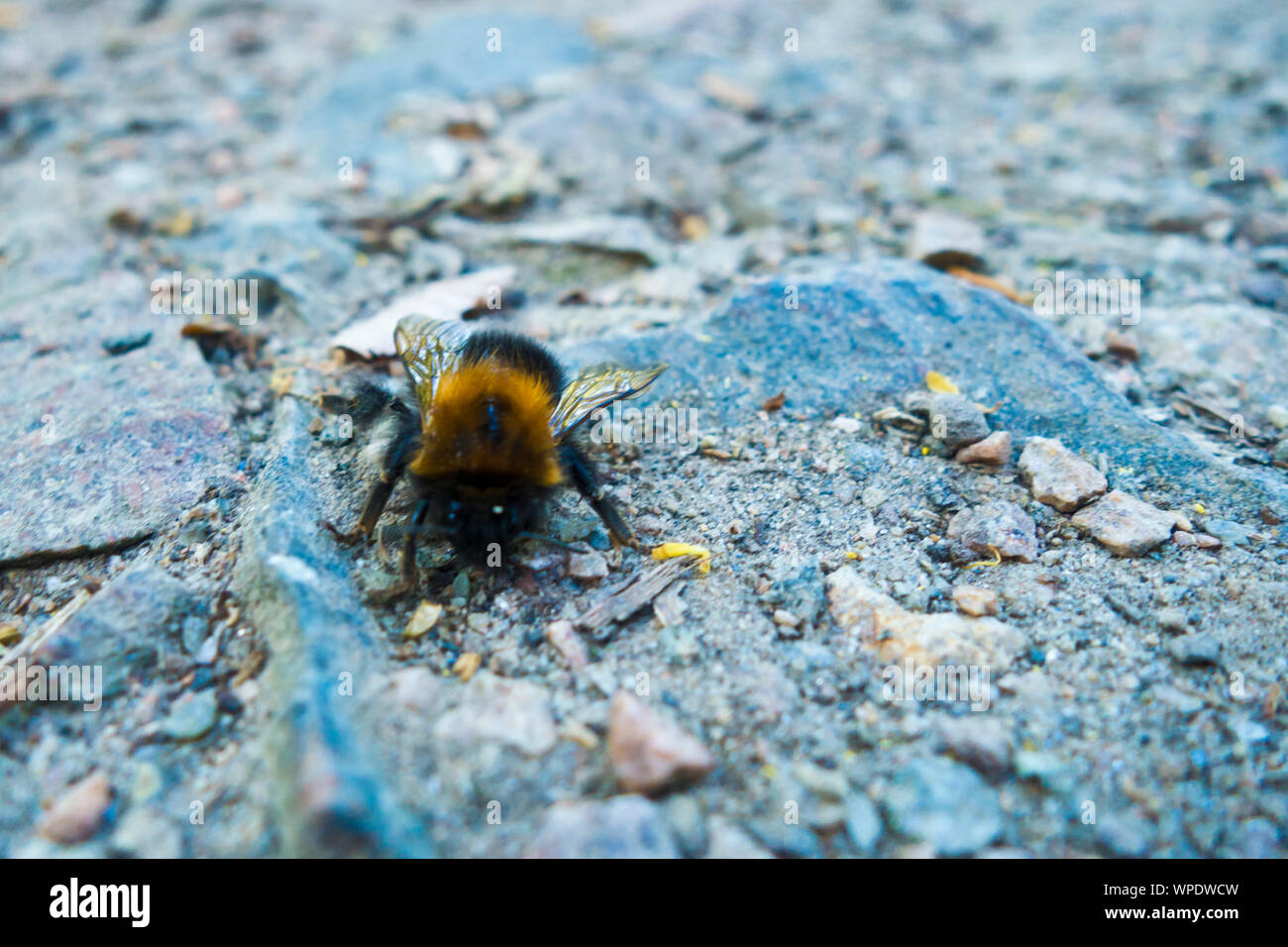 Bumble bee red-tail Stock Photo - Alamy