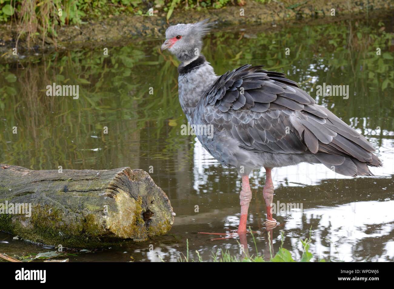 Crested screamer Chauna torquata bird Stock Photo - Alamy