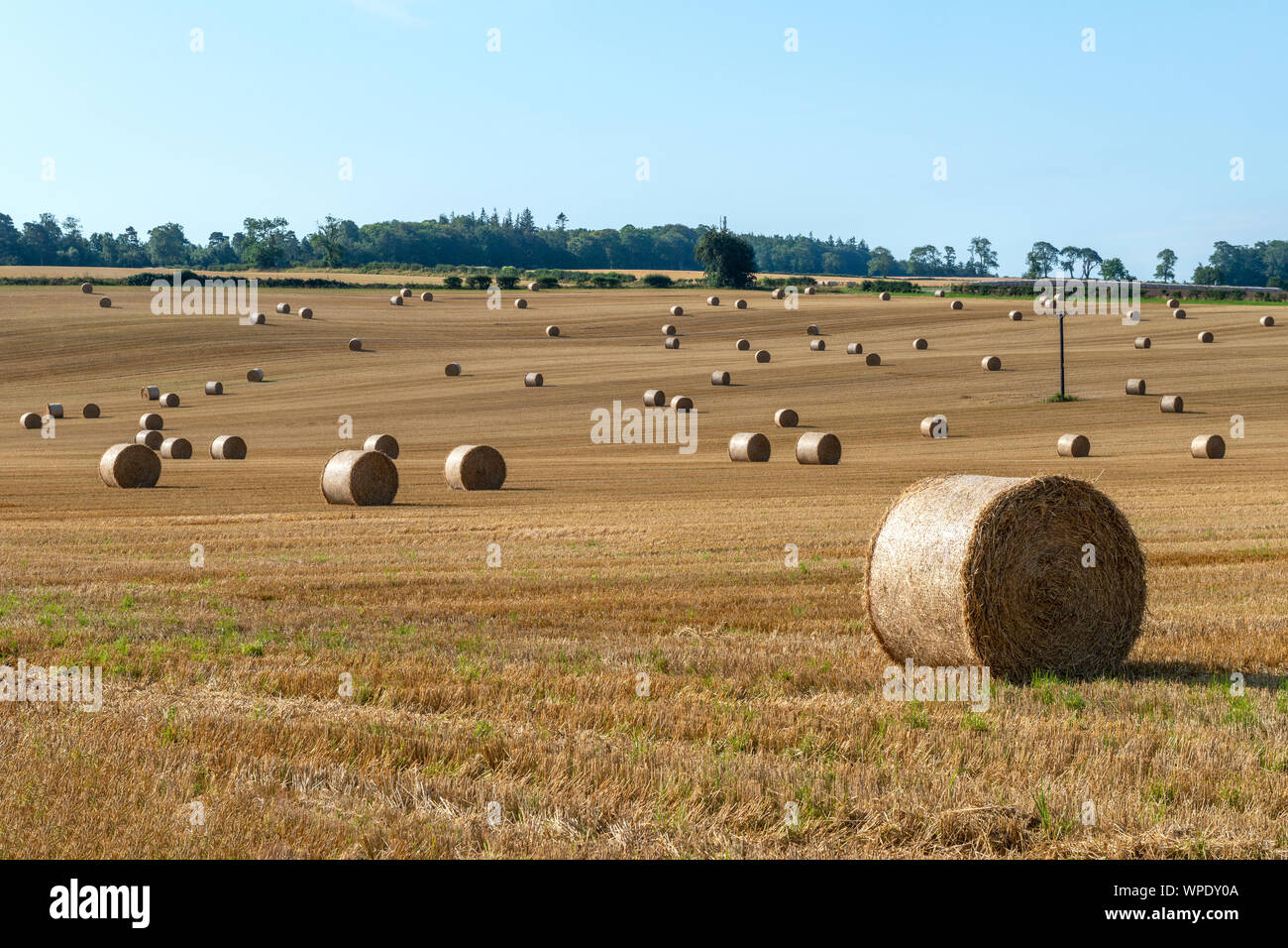 Hay bales scattered across field after harvesting in Lauderdale ...