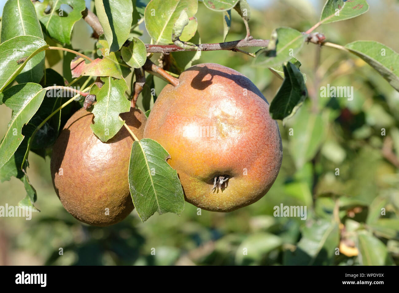 Close-up of Black Worcester pears on tree also known as 'Parkinson's ...