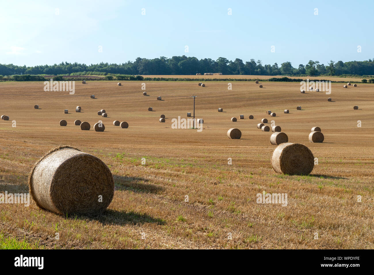Hay bales scattered across field after harvesting in Lauderdale ...
