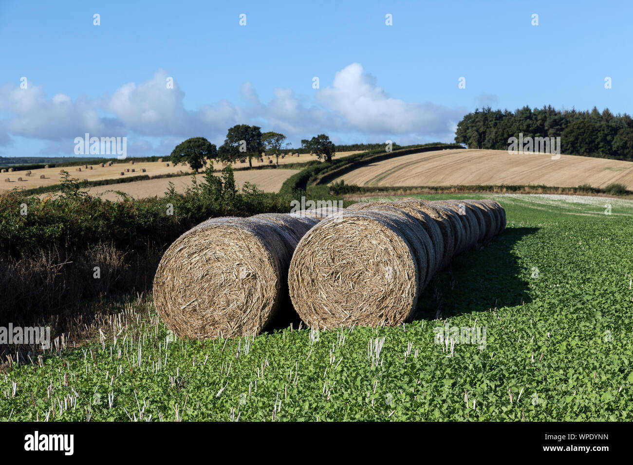 Bale, Hay, Agricultural Field, Farm, Circle, Straw, Summer, Agriculture ...
