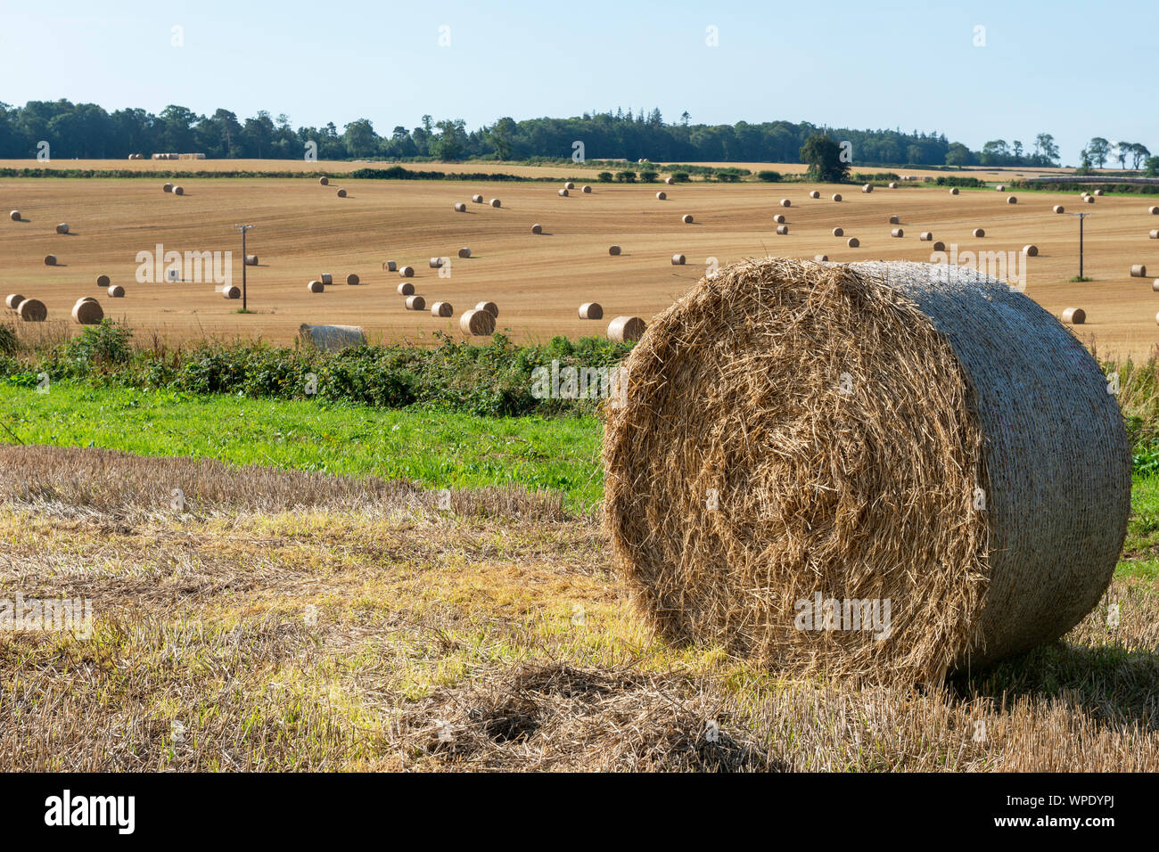 Hay bales scattered across field after harvesting in Lauderdale ...
