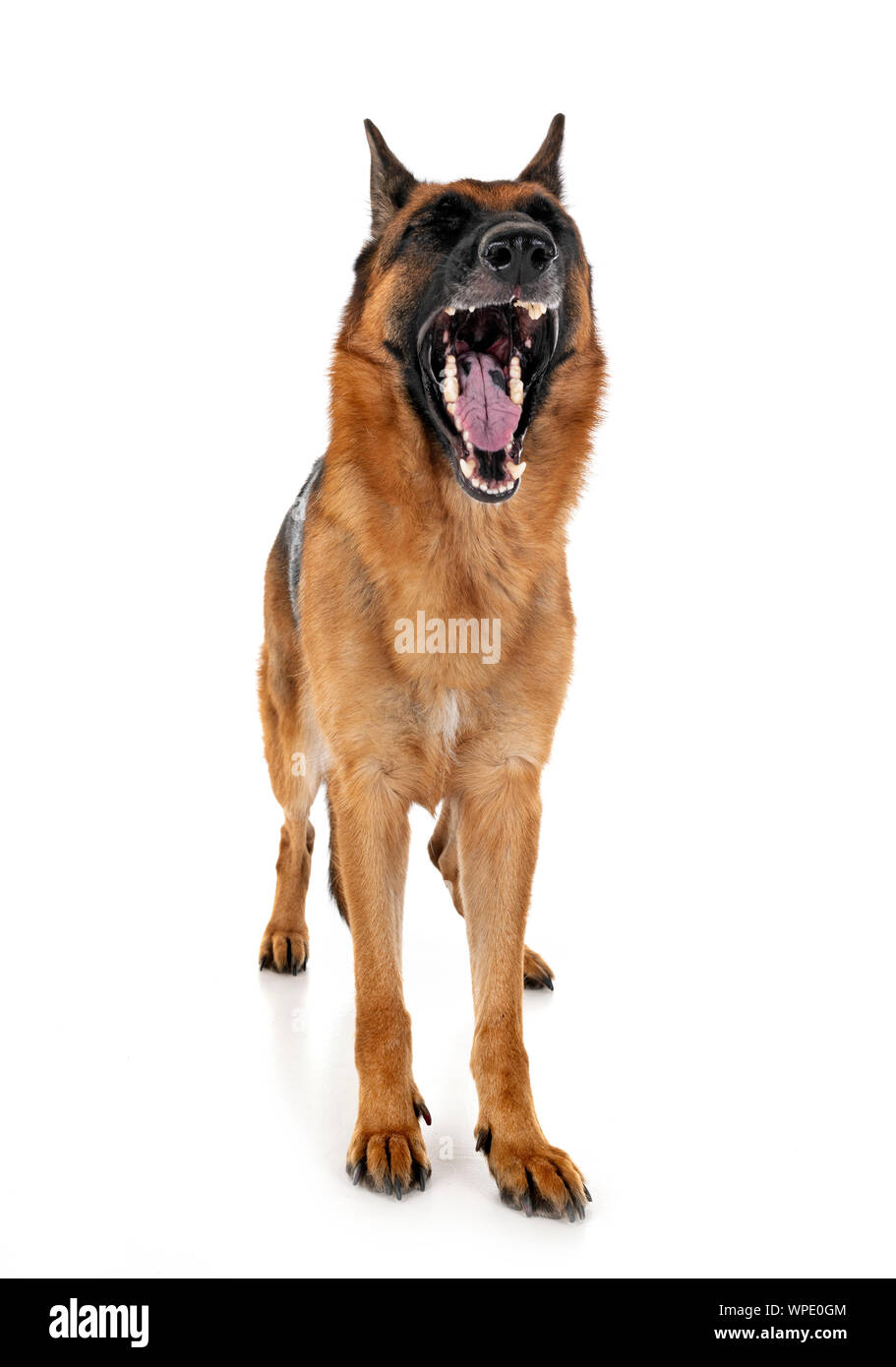 german shepherd in front of white background Stock Photo - Alamy