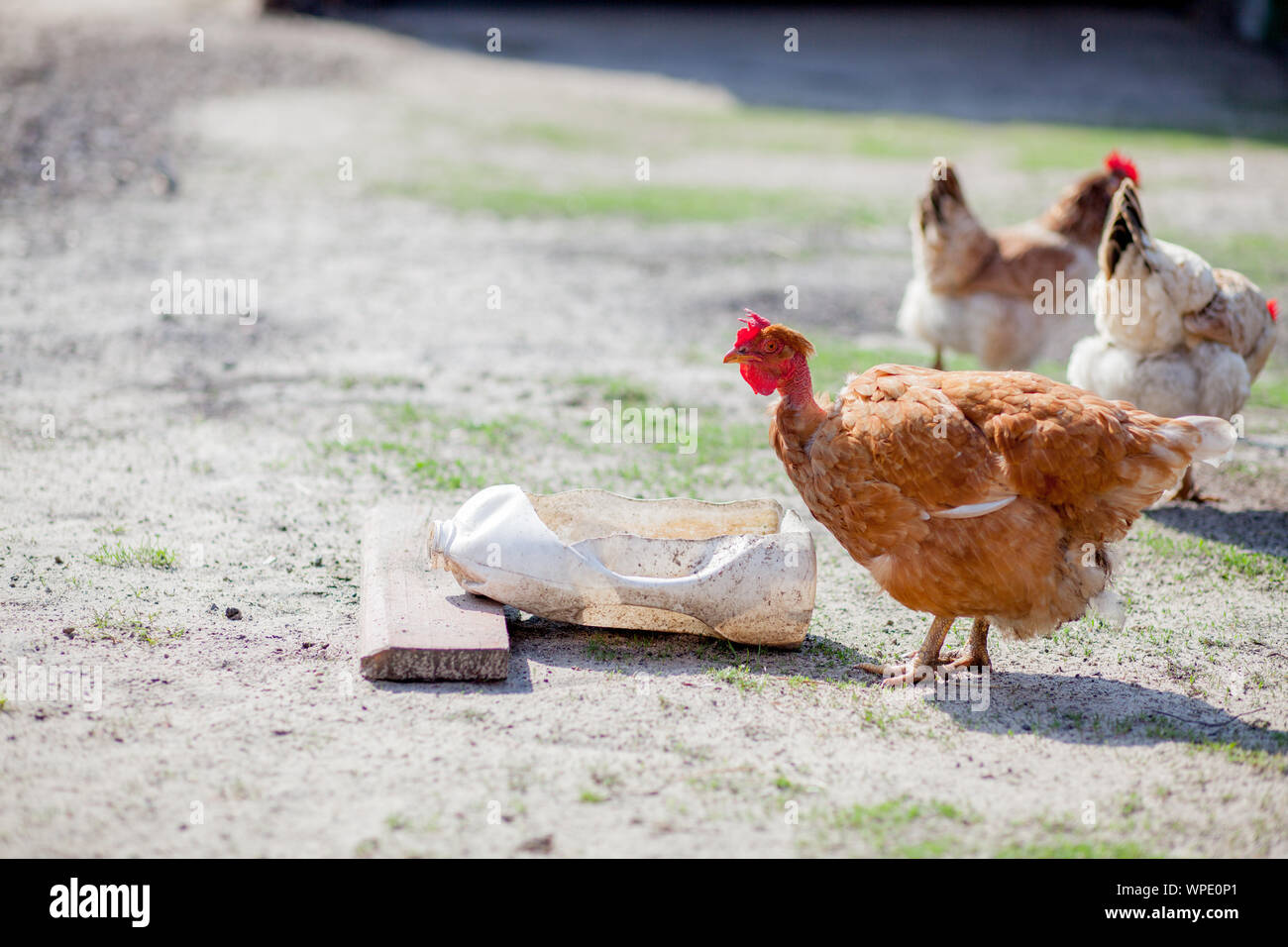 Poultry farm chickens drinking water hi-res stock photography and ...