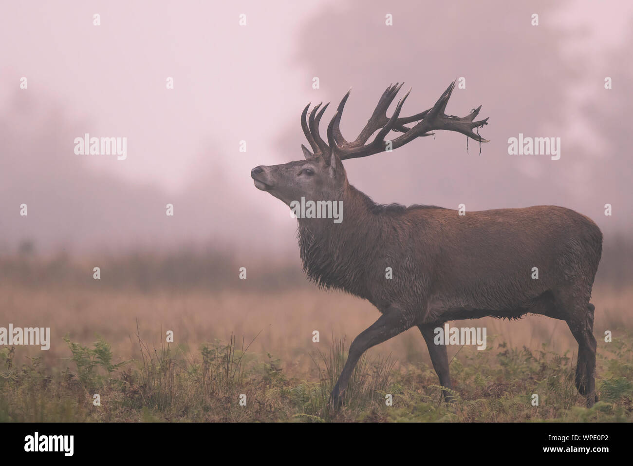 Side view red deer stag hi-res stock photography and images - Alamy
