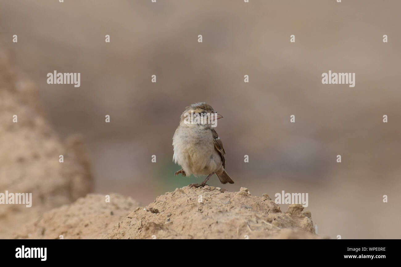 Cute little fella Stock Photo - Alamy