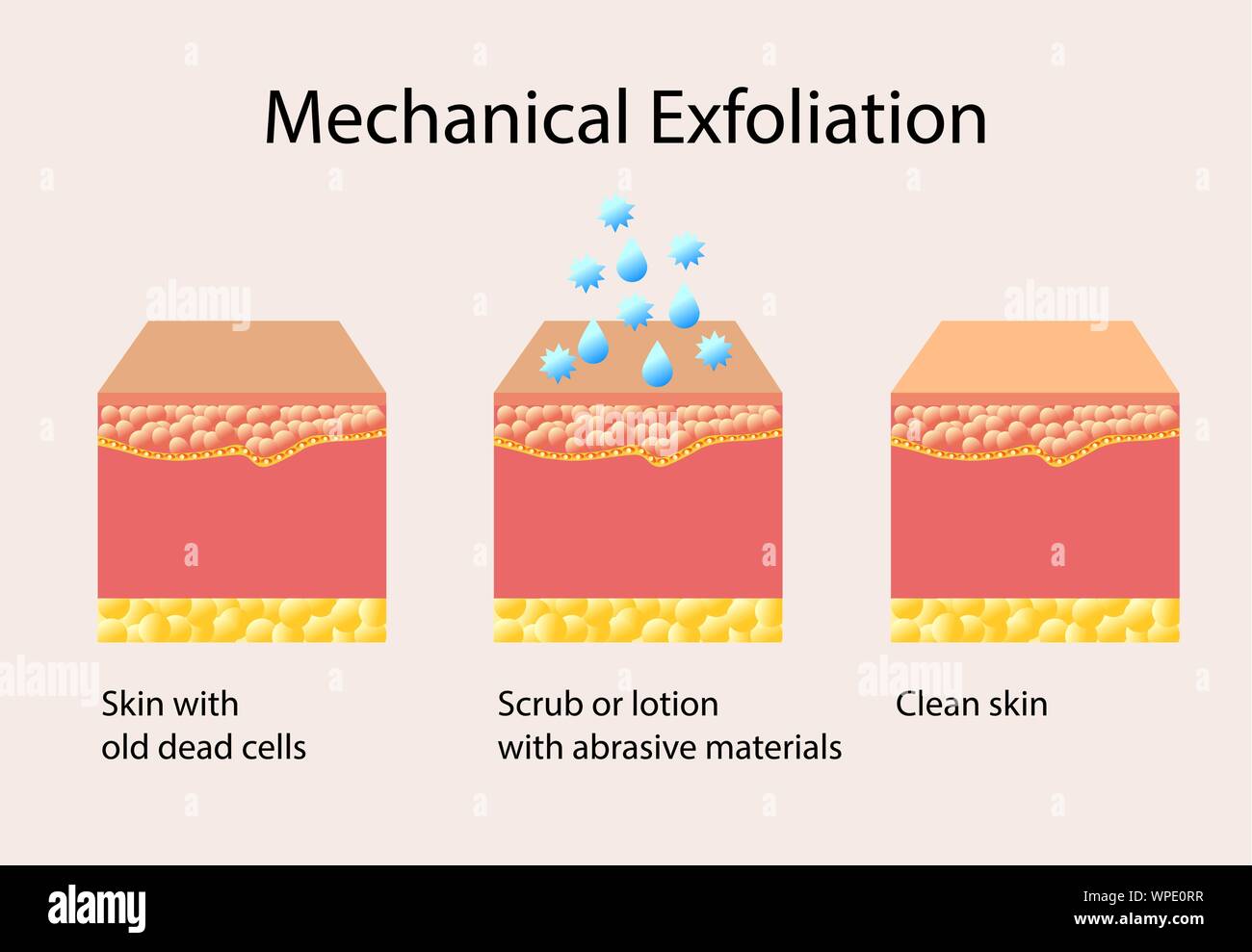 Human skin anatomy diagram hi-res stock photography and images - Alamy