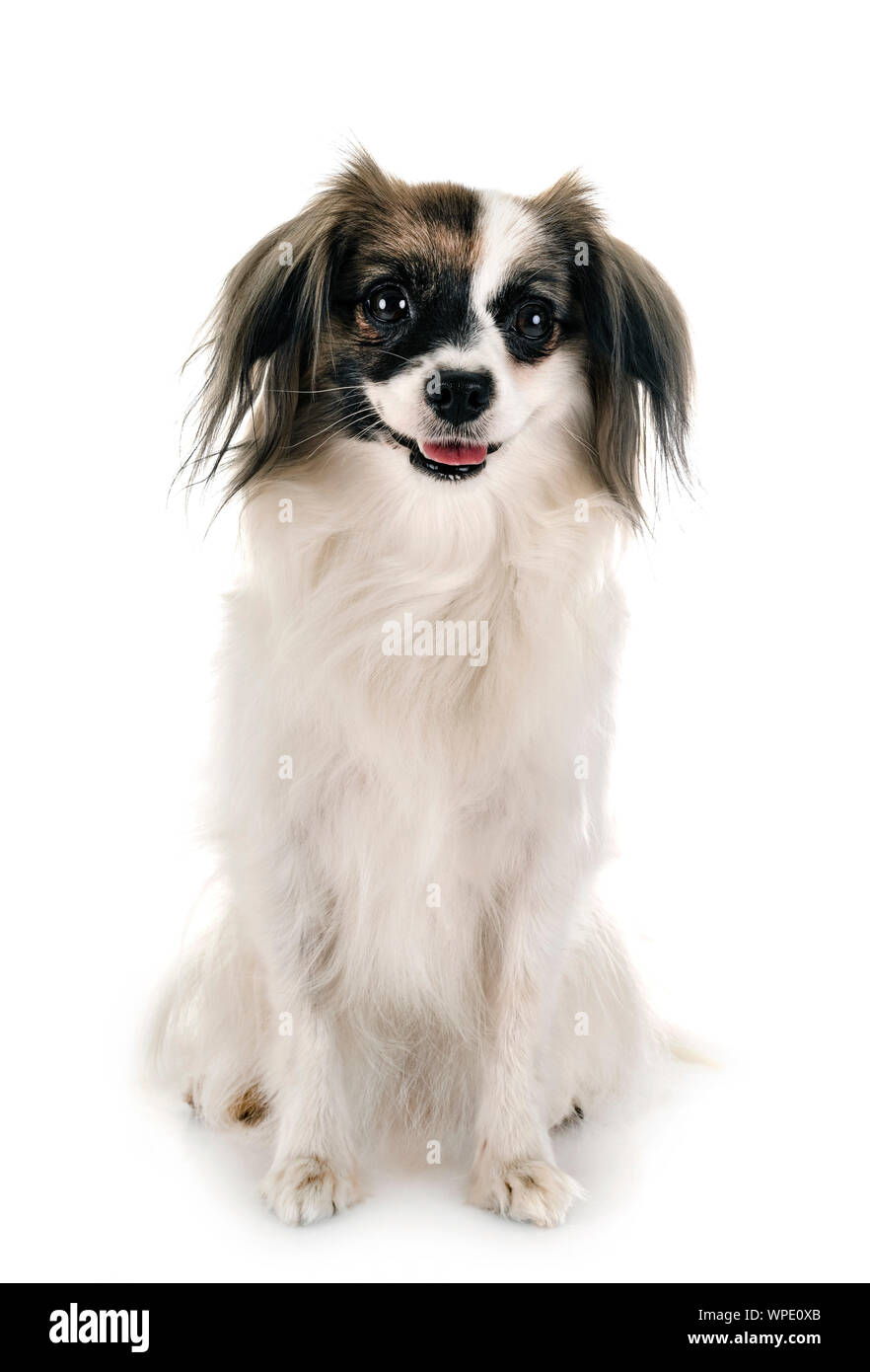 phalene papillon dog in front of white background Stock Photo - Alamy