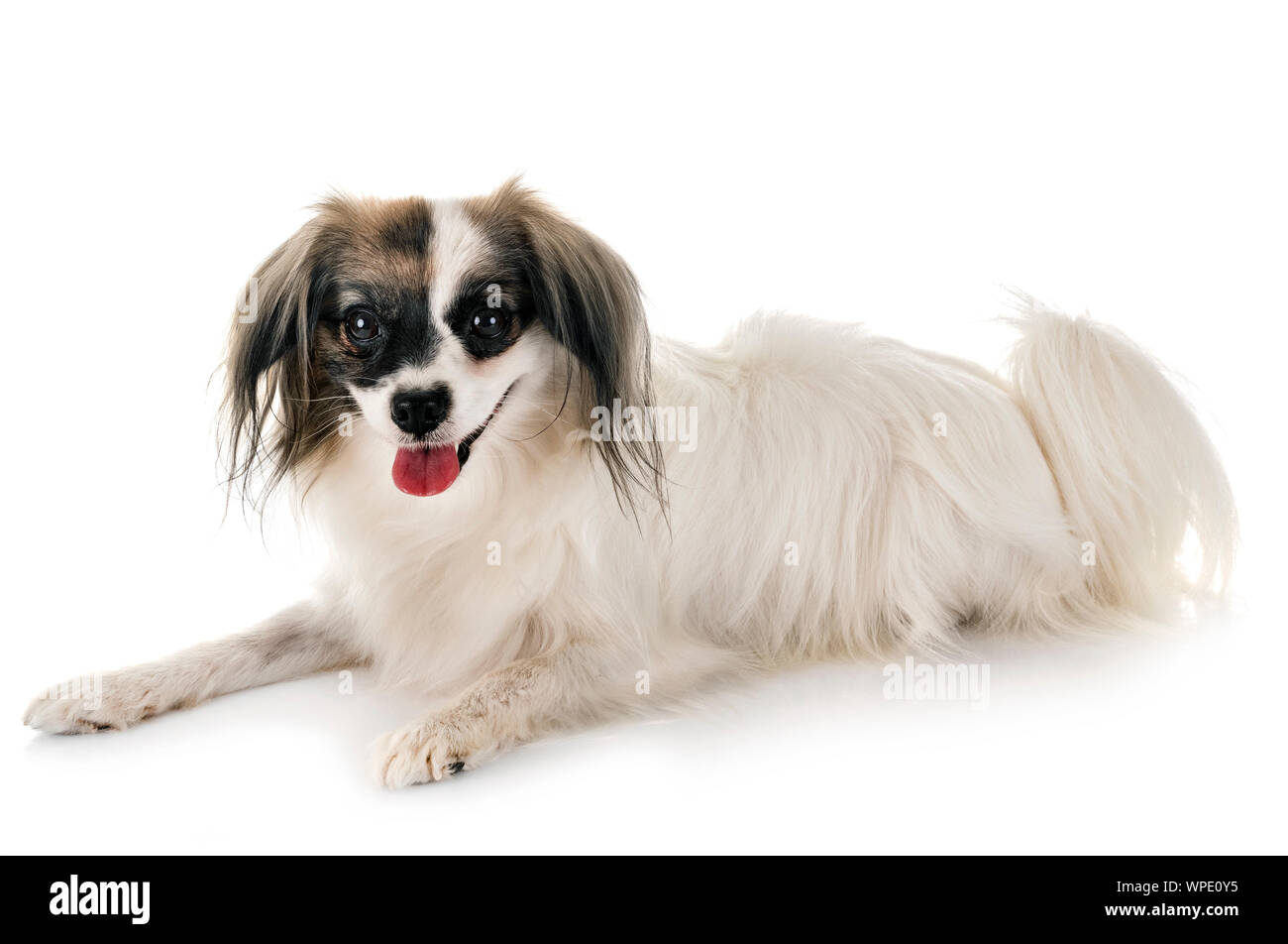phalene papillon dog in front of white background Stock Photo - Alamy
