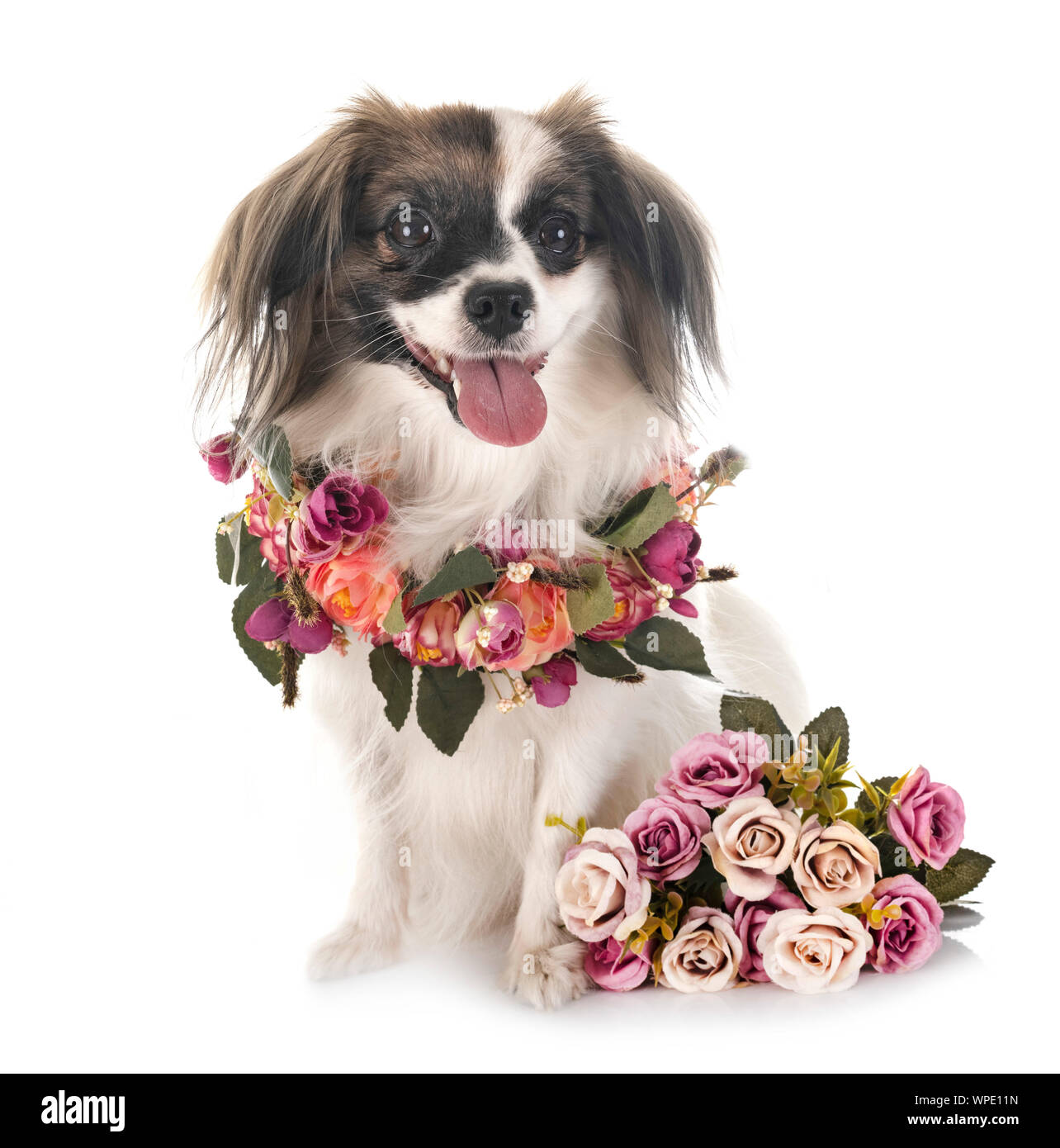 phalene papillon dog in front of white background Stock Photo - Alamy