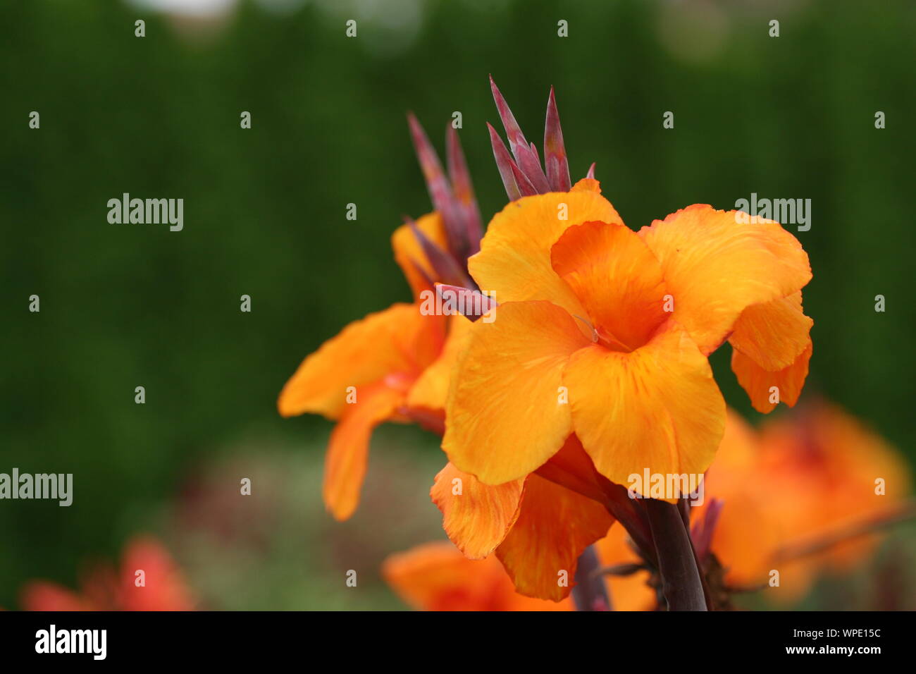 Canna kanna flower hi-res stock photography and images - Alamy